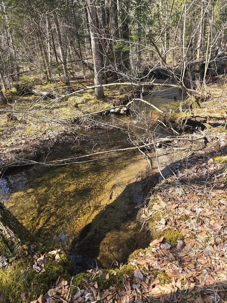 Off-Grid Cabins for Sale in Lee, Maine on 15 Acres - Daily Cuteness