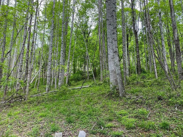 Mountain Home with Guest Cabin on 52 Acres in Ceres, Virginia - WA Online