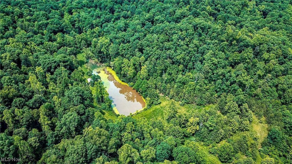 53 Acres with Stocked Pond and Hunting Land in Walker, West Virginia – 24/7