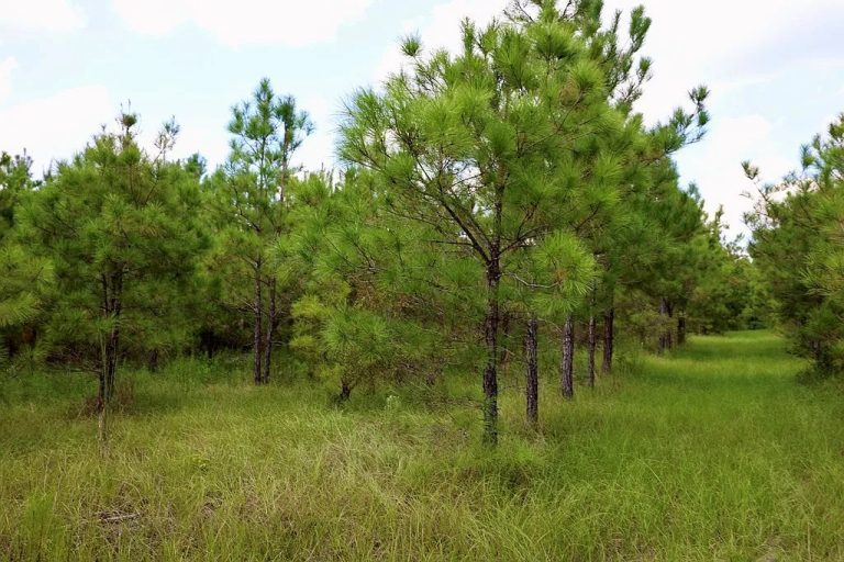 134 Acres with Home, Timber, and Creek Frontage in Jacksonville ...