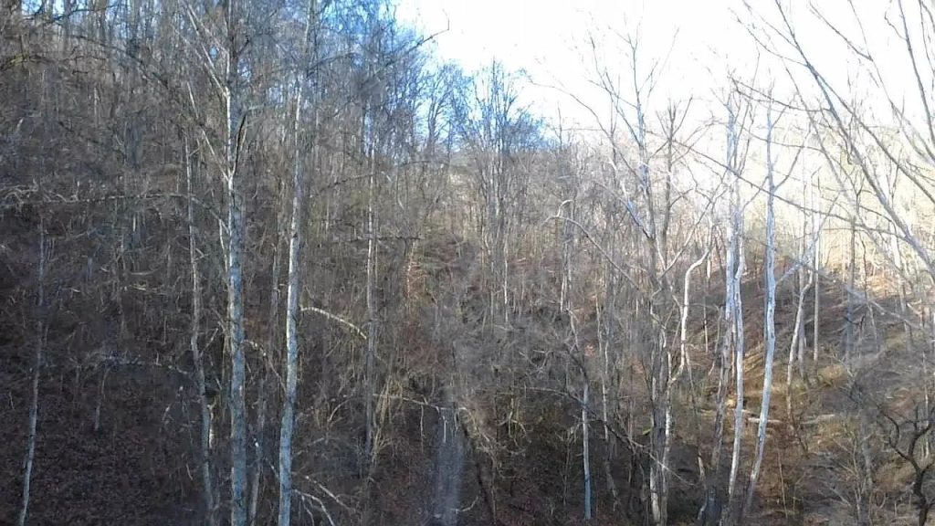 181 Acres with Road Access in Ashford, West Virginia – 24/7