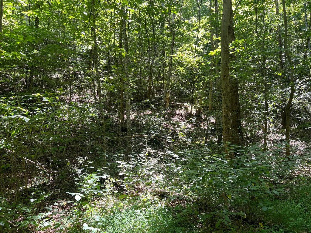 Wooded Land with Creeks in Girdler, Kentucky - WA Online