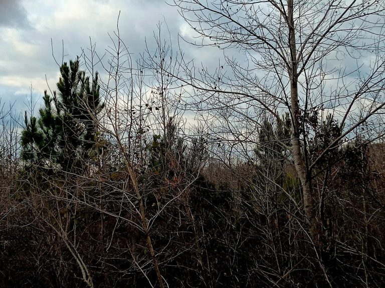 Land with 57 Acres in Detroit, Alabama - WA Online