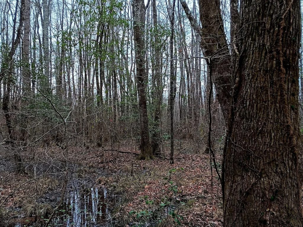 Land with 57 Acres in Detroit, Alabama - WA Online