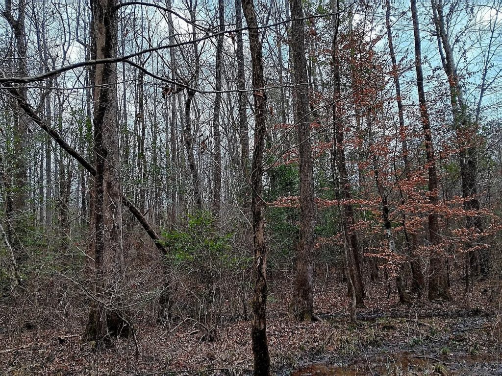 Land with 57 Acres in Detroit, Alabama - WA Online